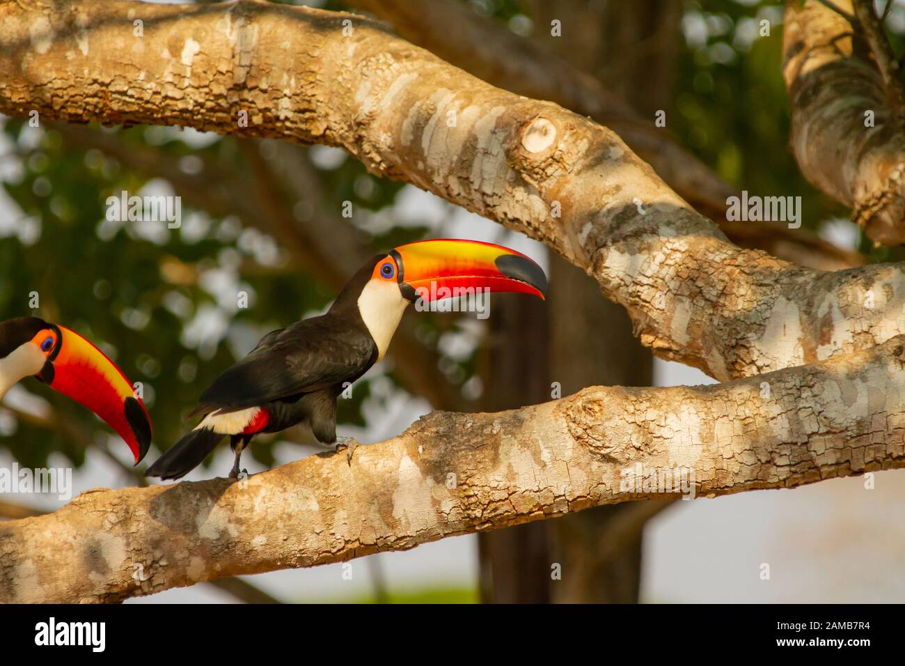 Toco Toucan (Ramphastos toco Stock Photo - Alamy