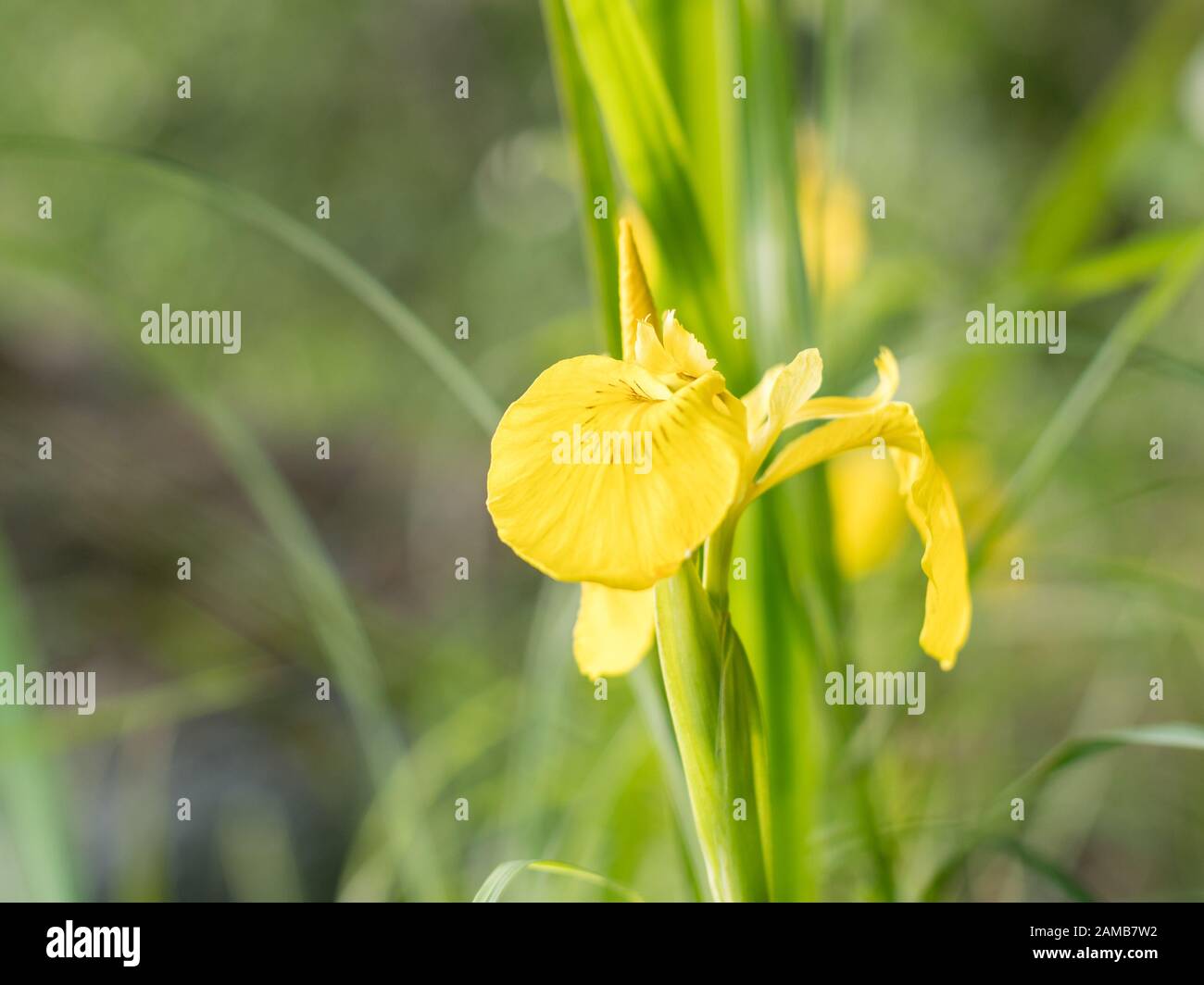 Yellow iris flower inflorescence Stock Photo - Alamy