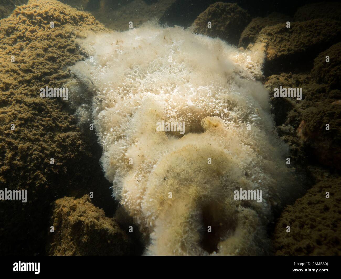 Rotten fish hi-res stock photography and images - Alamy