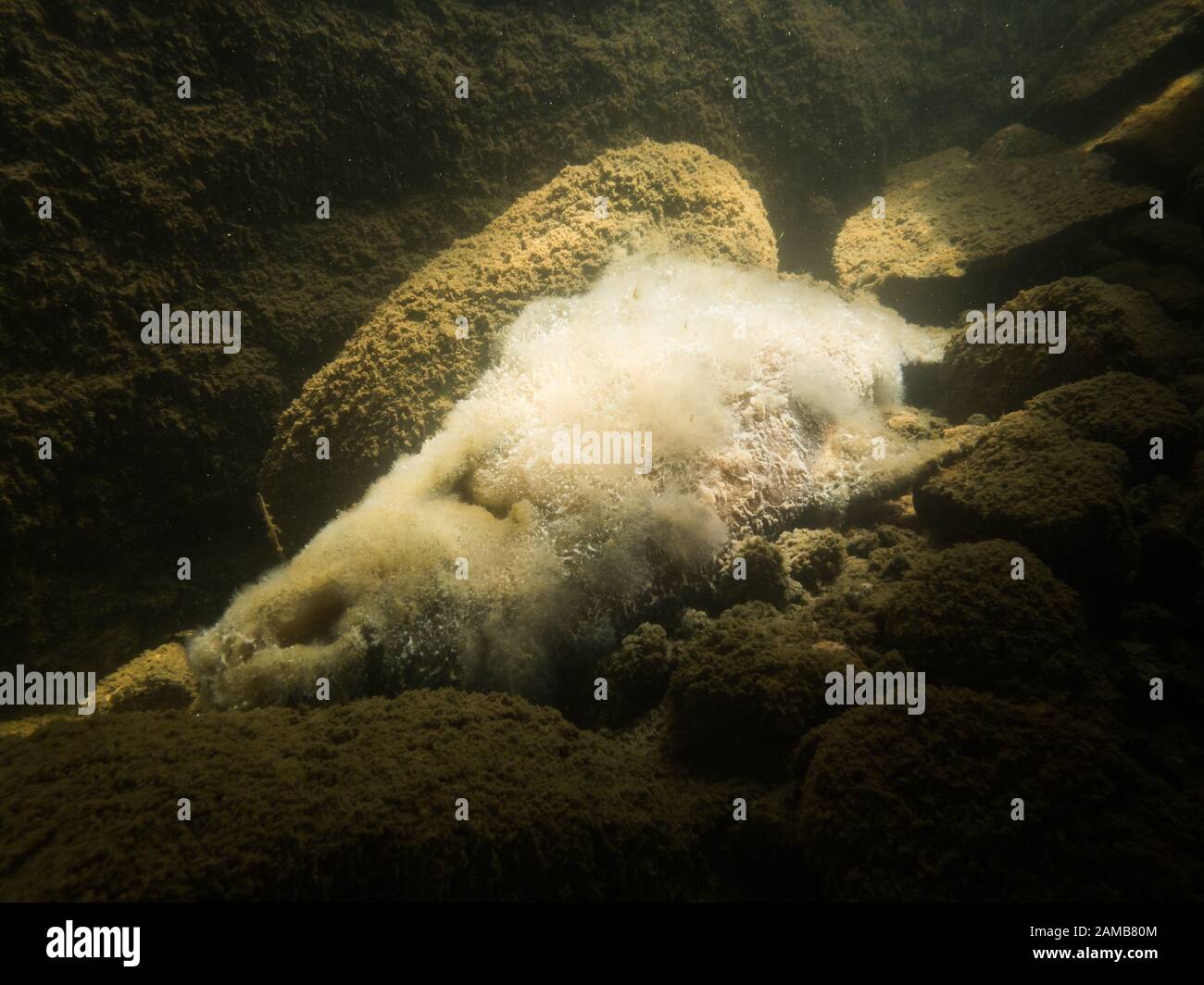 Rotten carcass hi-res stock photography and images - Alamy
