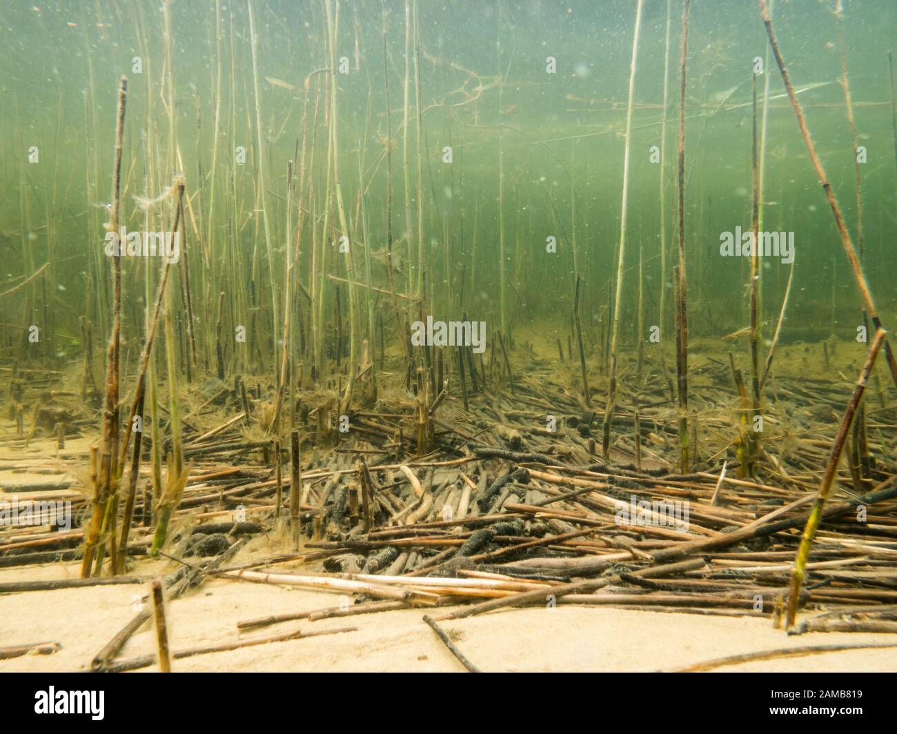 Common reeds on shore hi-res stock photography and images - Alamy
