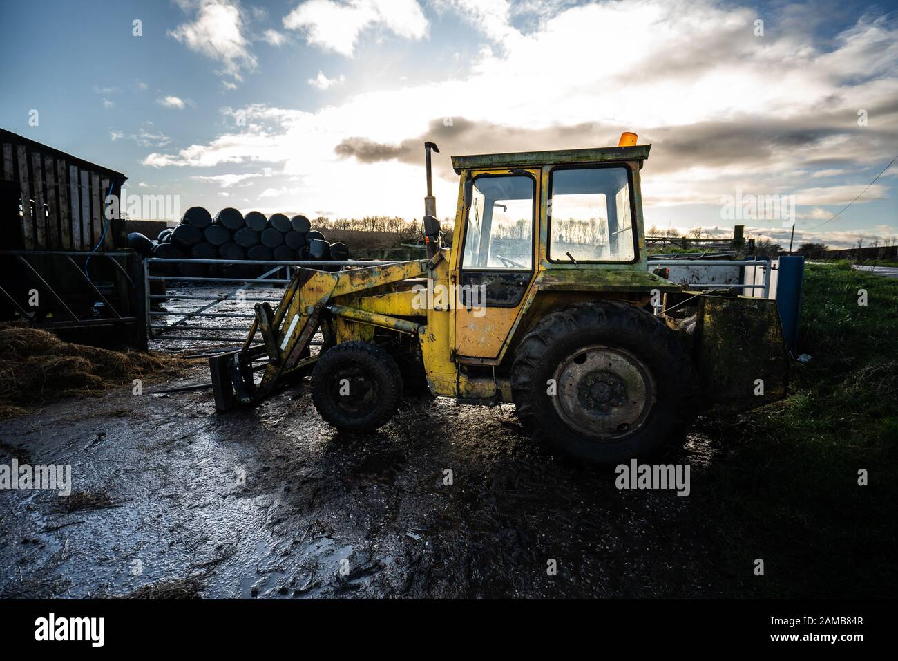An old digger, tractor located on a dairy farm, Holstein Friesian Cows ...