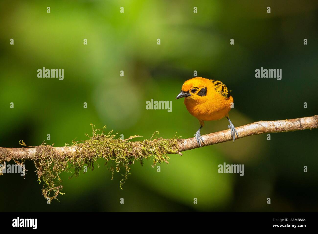 Tangara hi-res stock photography and images - Alamy