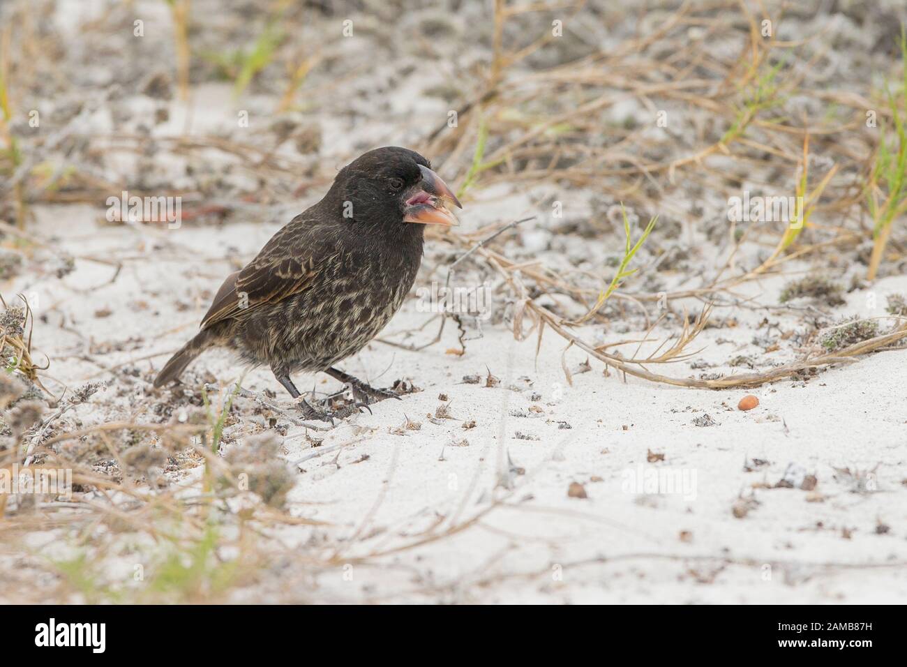 Large cactus finch hi-res stock photography and images - Alamy