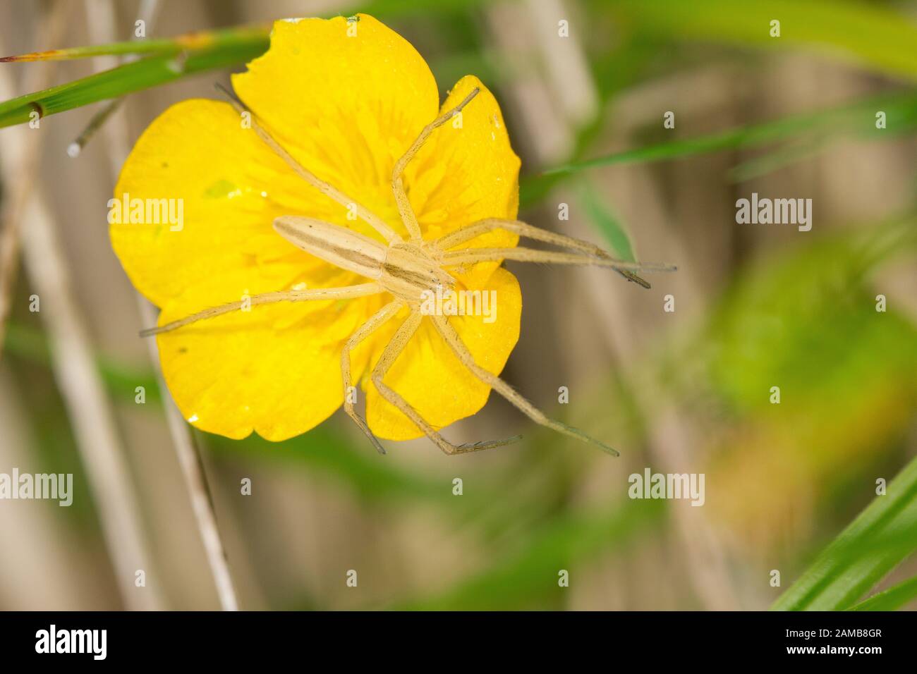 Slender crab spider Stock Photo - Alamy