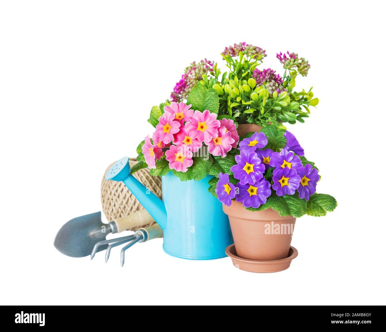 Primrose home plant with pink and purple flowers in a ceramic pots ...