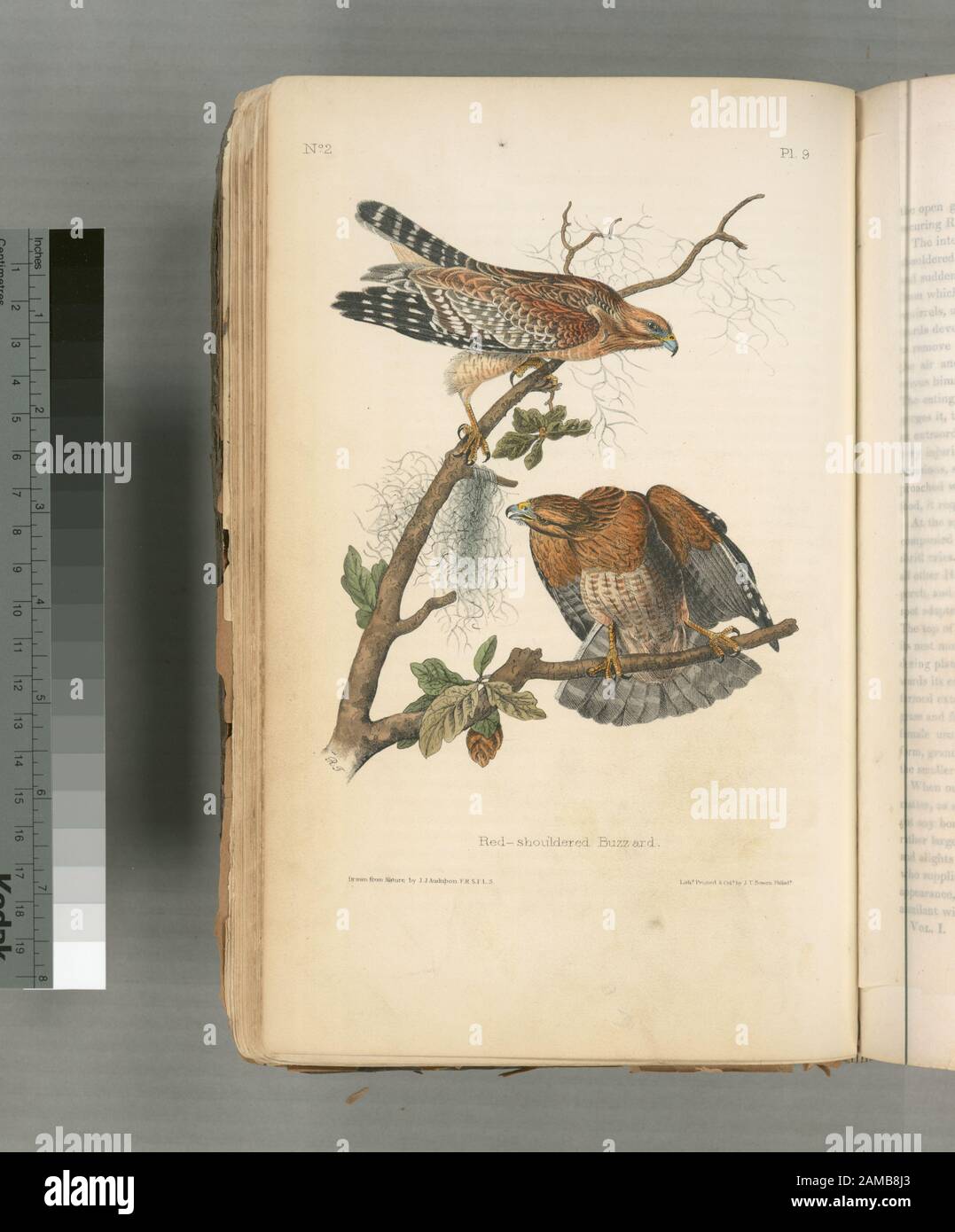 North american red shouldered hawk hi-res stock photography and images ...