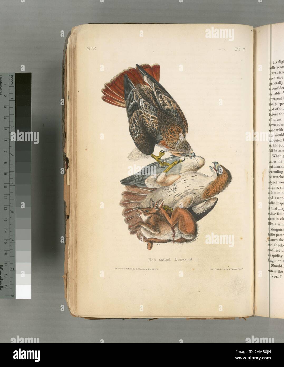 Red-tailed Buzzard Buteo borealis.; Red-tailed Buzzard Stock Photo - Alamy