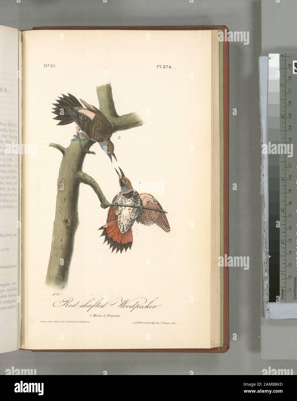 Red-shafted Woodpecker 1 Male 2 Female Picus mexicanus.; Red-shafted ...