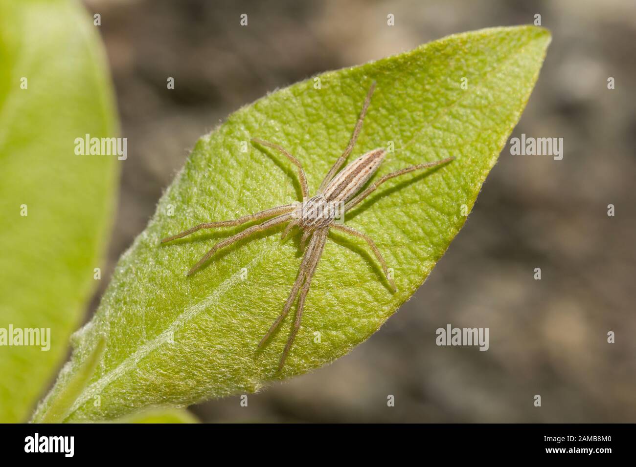 Slender crab spider Stock Photo - Alamy