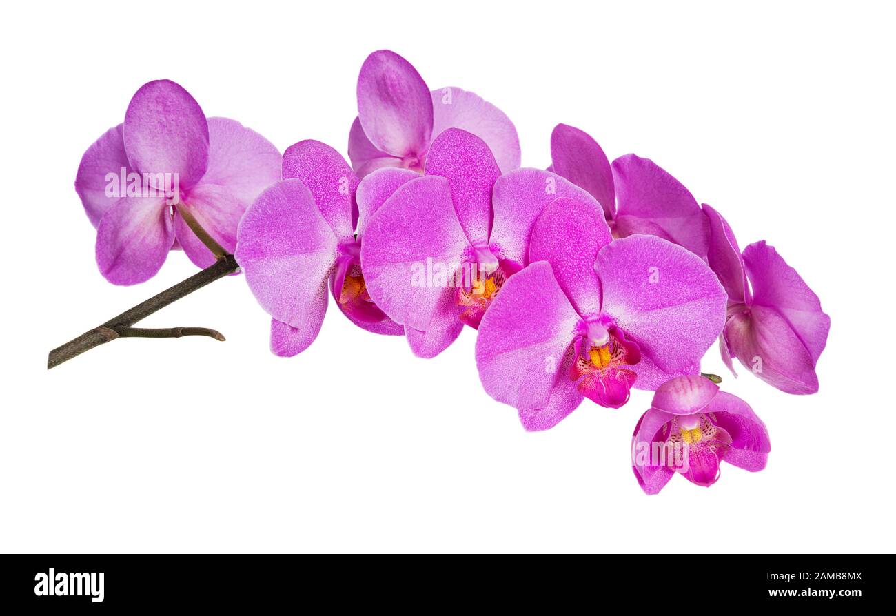 Orchid flowers on black Cut Out Stock Images & Pictures - Alamy