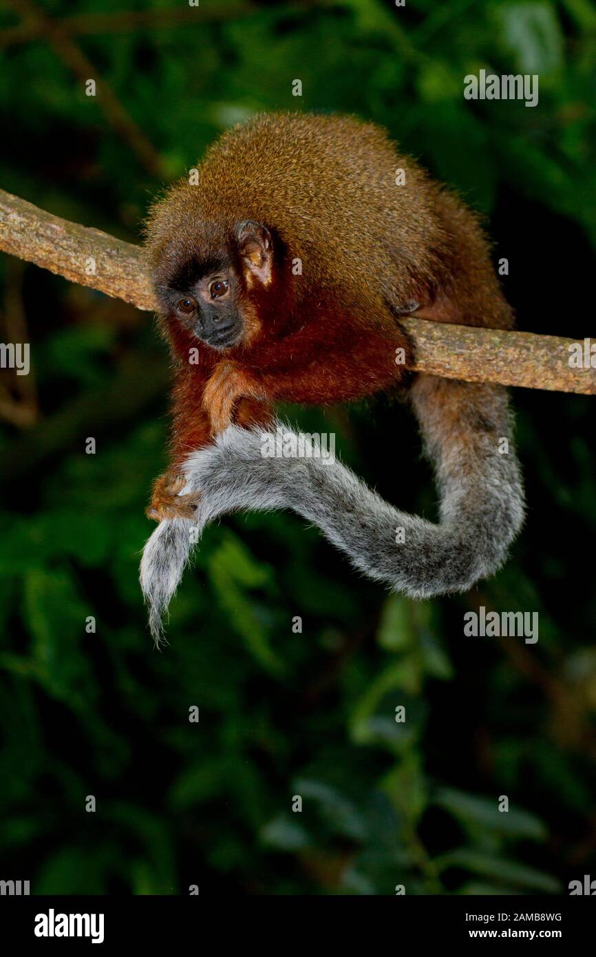 Golden Titi Monkey (Calliocebus moloch)Amazonia Exhibit - National ...