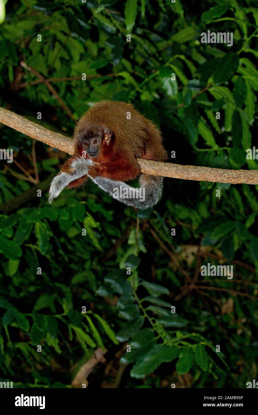 Titi monkey callicebus moloch hi-res stock photography and images - Alamy
