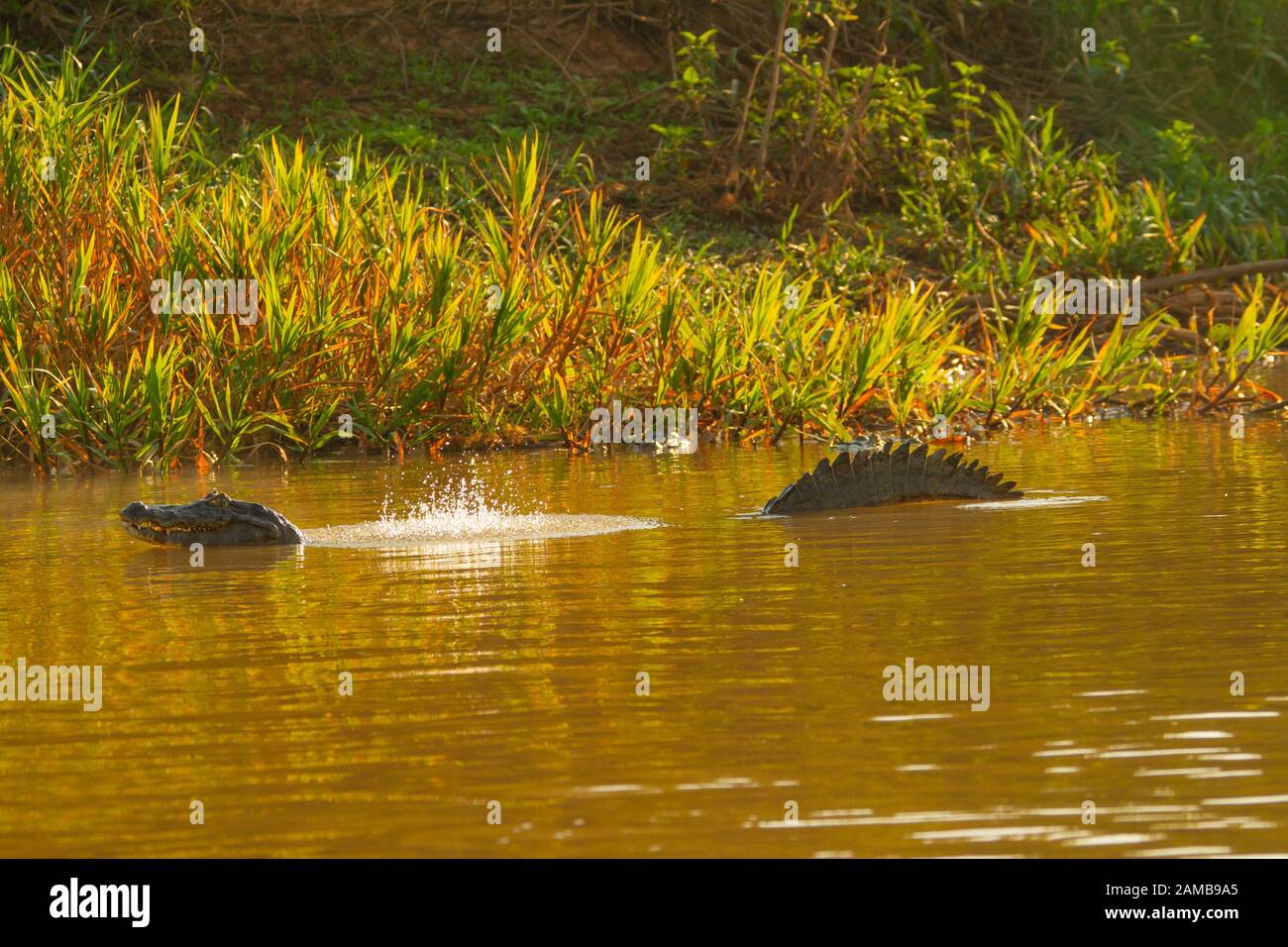 Spectacled Caiman (Caiman crocodilus), also known as white caiman or ...