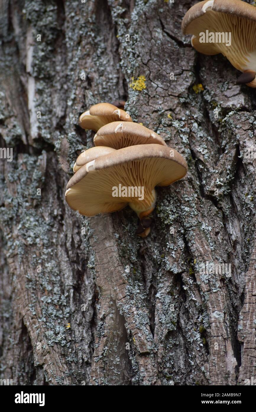 Parasite On Oyster Shell Trees