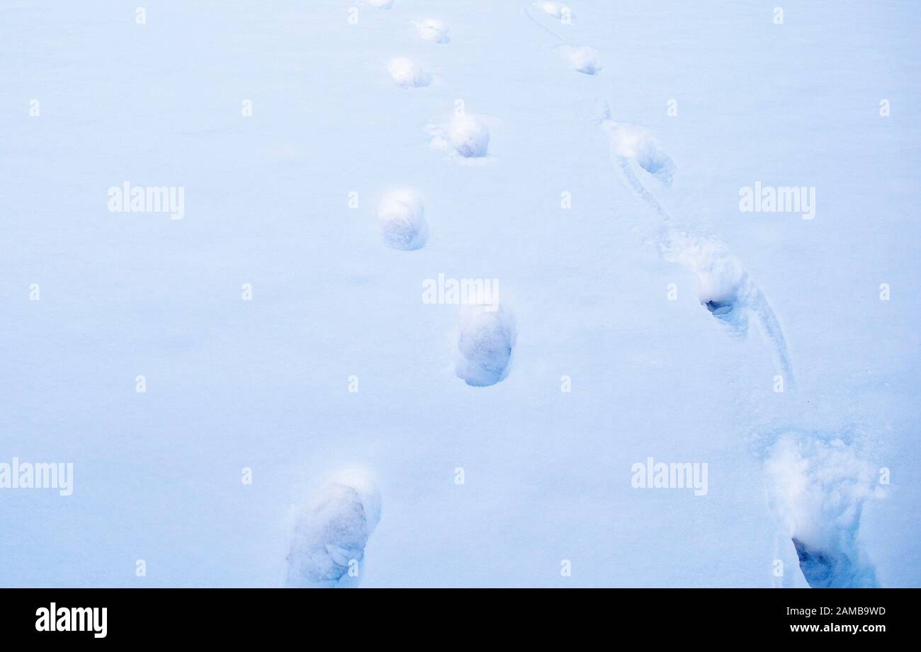 Feet prints on the White deep snow background. Top view. Two people ...