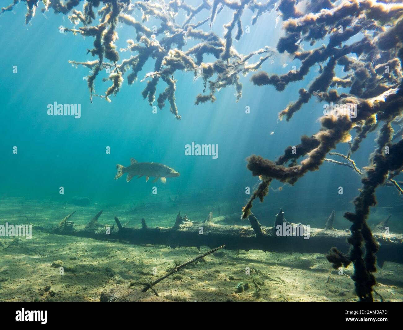 Sea Branch Underwater Cartoon Coral Branch Underwater Vector Plant