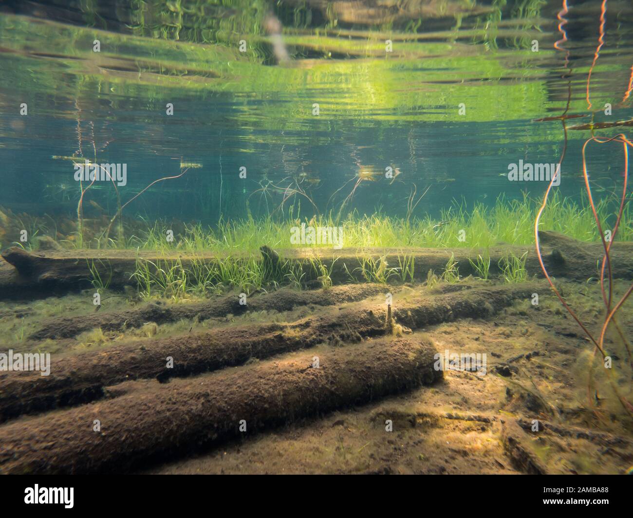 Tree logs underwater hi-res stock photography and images - Alamy
