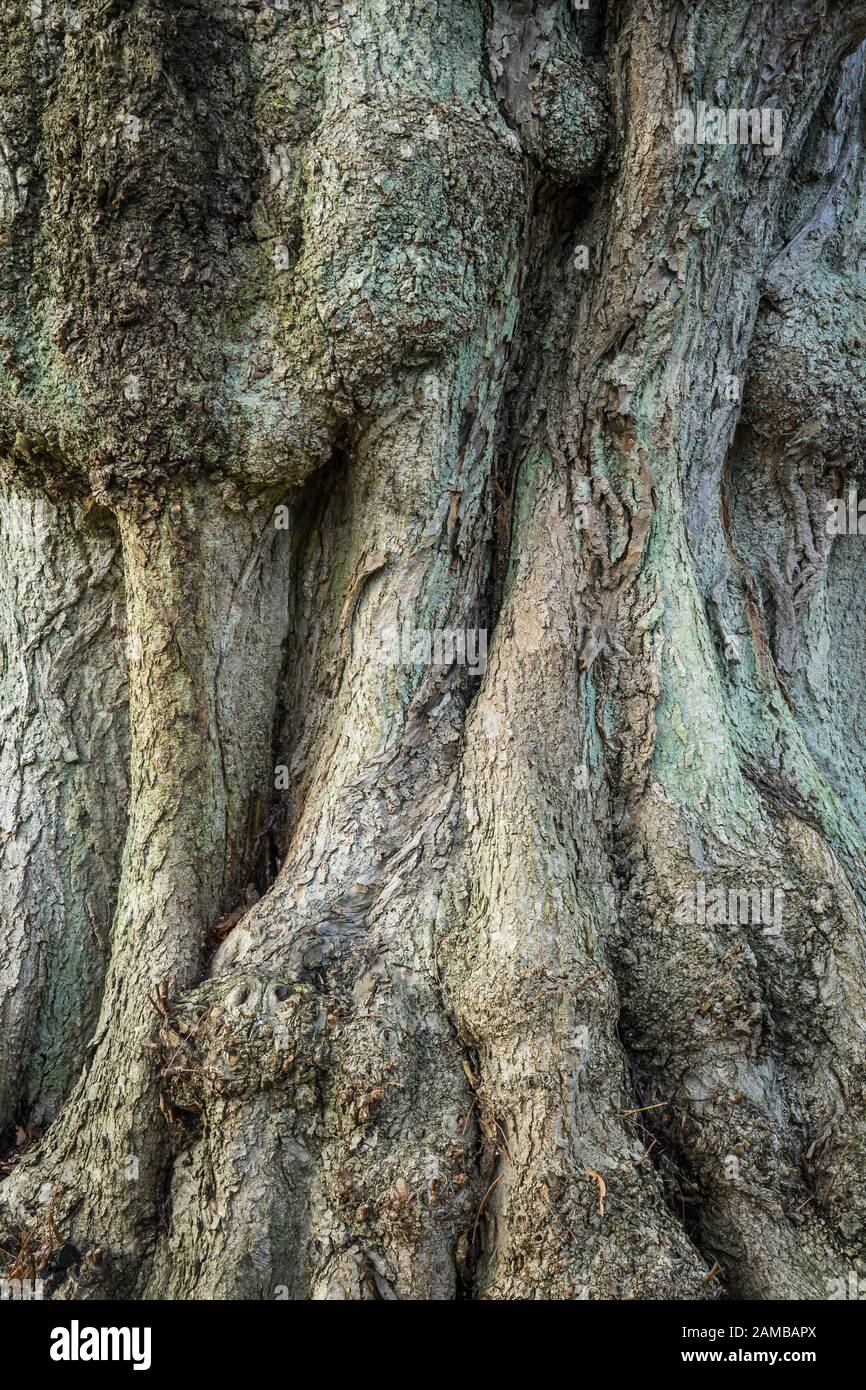 Bark structure of a weathered tree Stock Photo - Alamy
