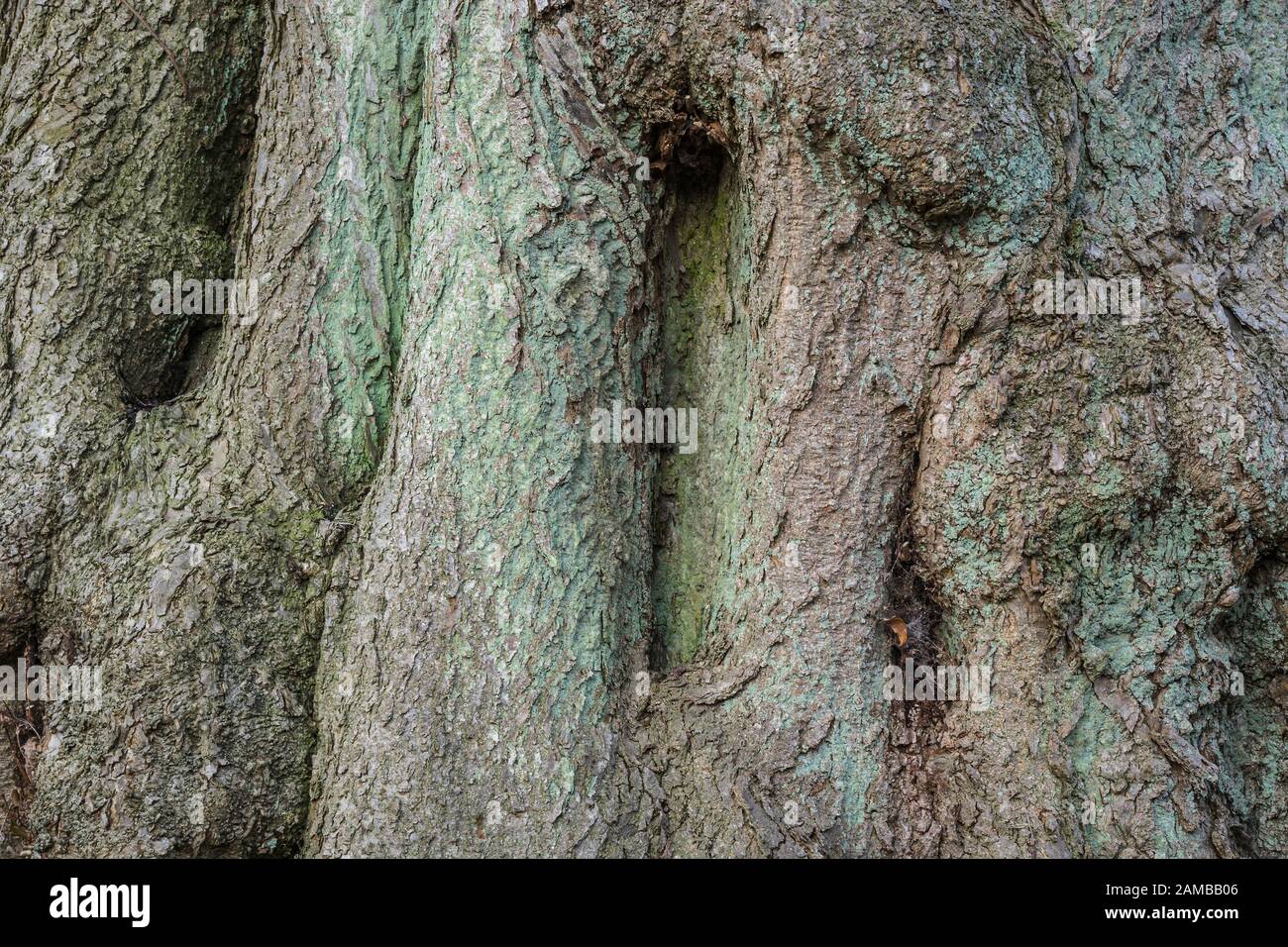 Bark structure of a weathered tree Stock Photo - Alamy