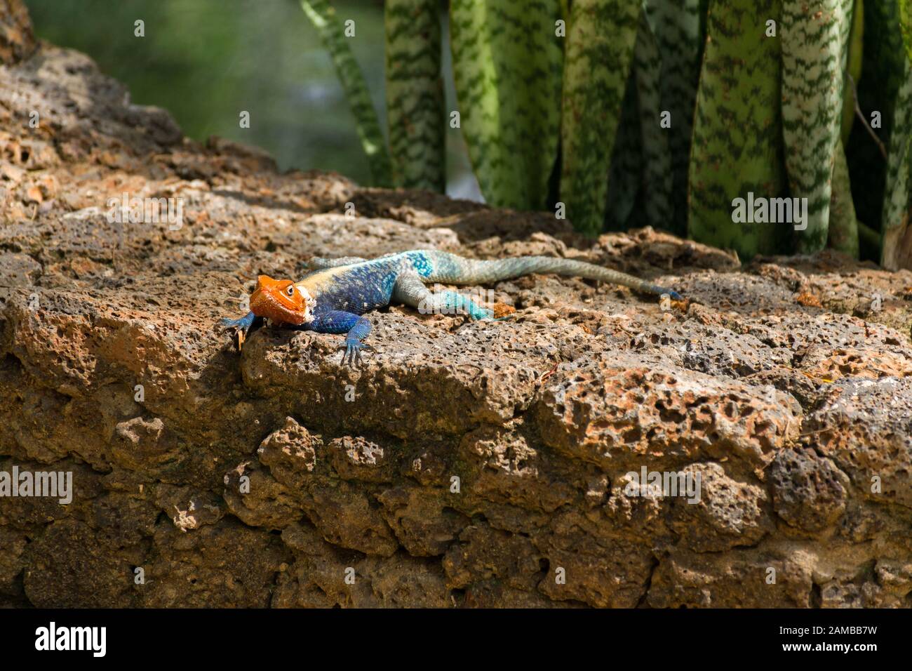 A colourful male Agama lizard (Agama lionotus) resting on a rocky wall ...