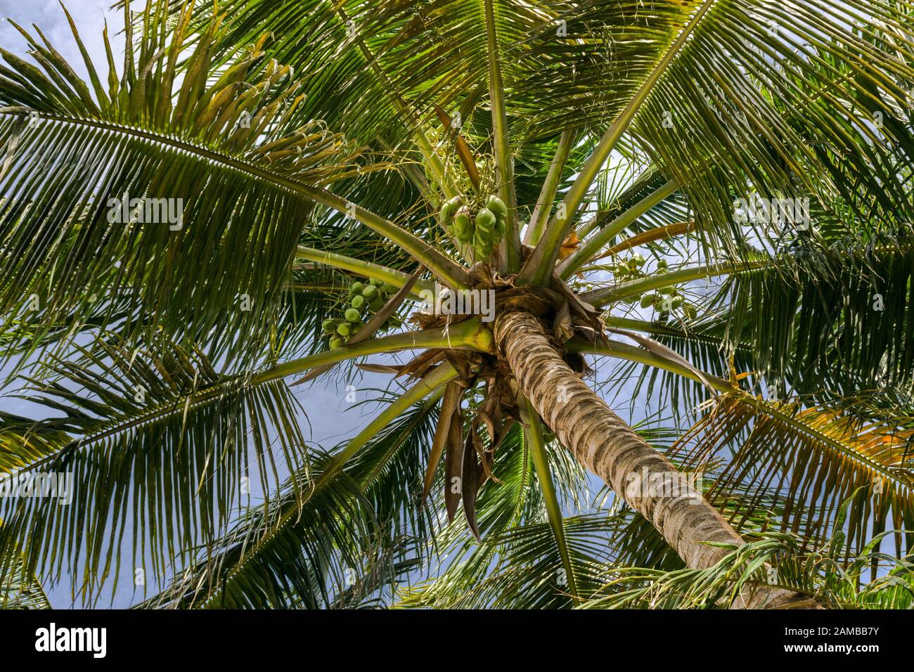 Coconut tree fruit hi-res stock photography and images - Alamy
