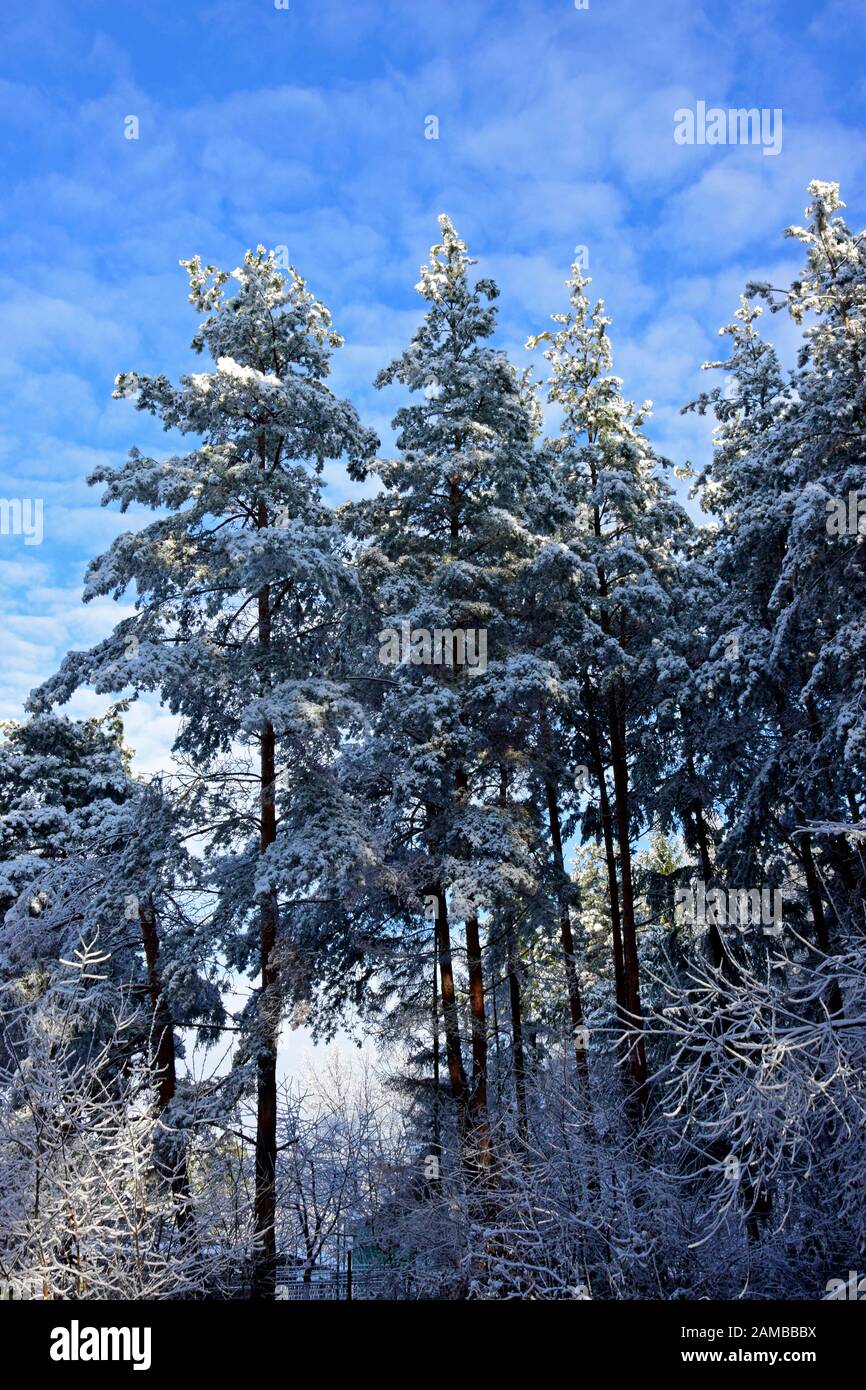 Evergreen trees with frost hi-res stock photography and images - Alamy