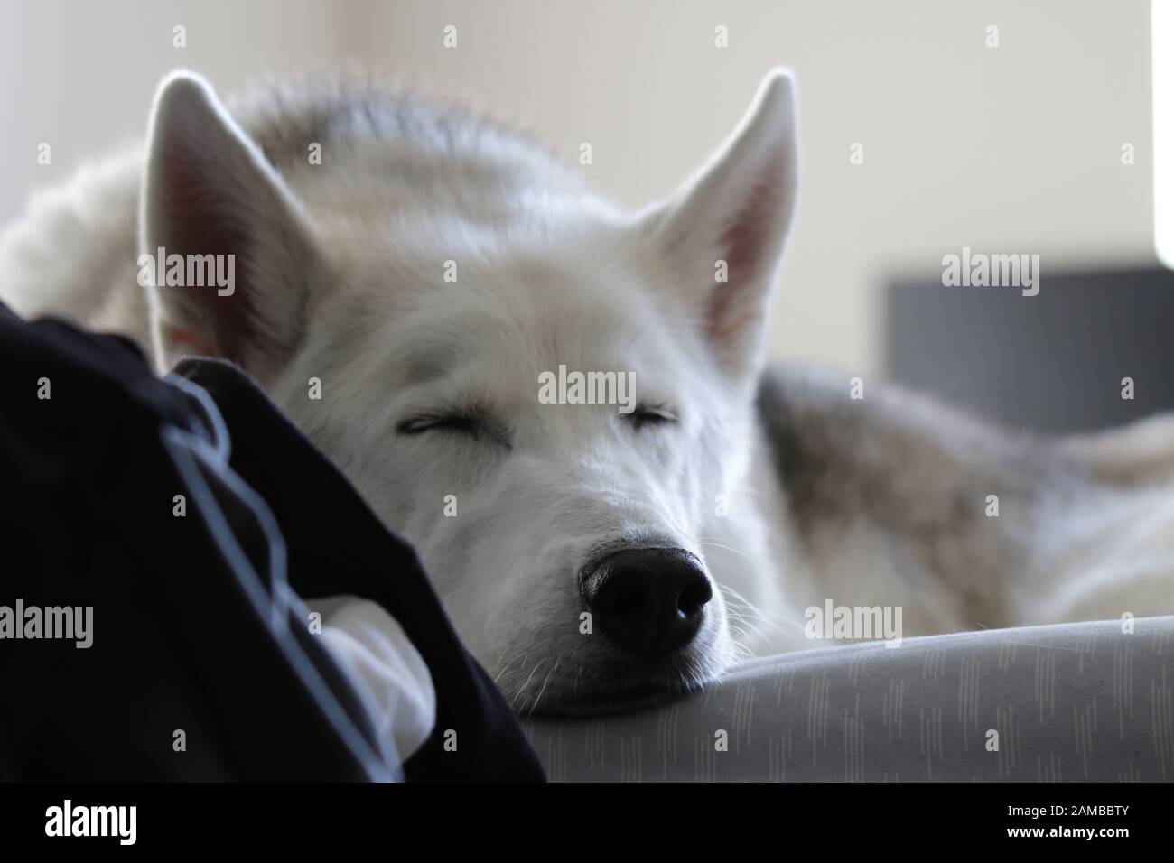 Black wolf sleep in hi-res stock photography and images - Alamy