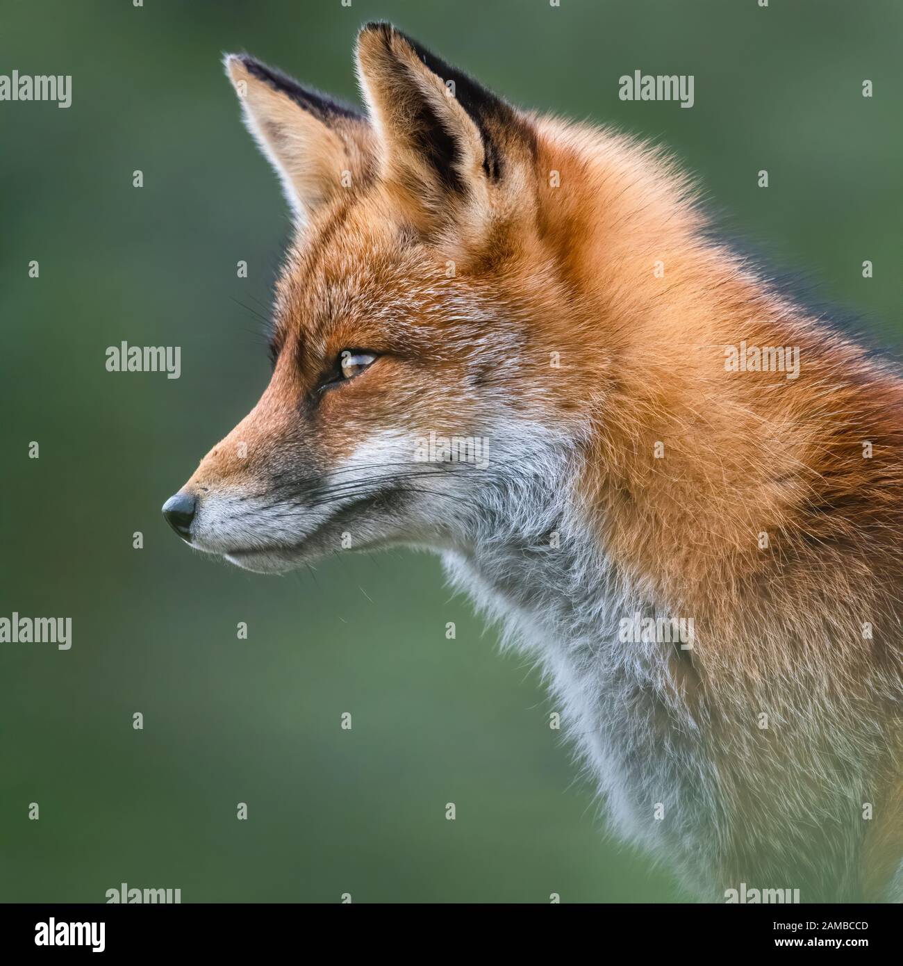 Red fox ears hi-res stock photography and images - Alamy