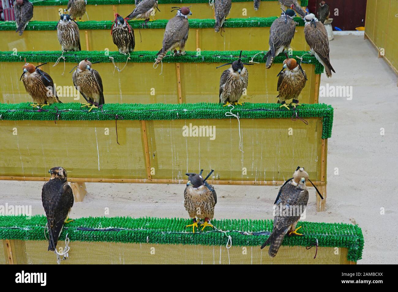 Falconry equipment hi-res stock photography and images - Alamy