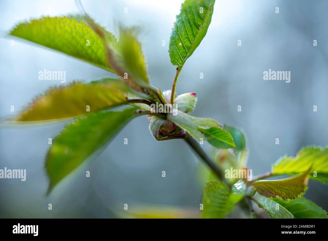 Cherry tree leaves hi-res stock photography and images - Alamy