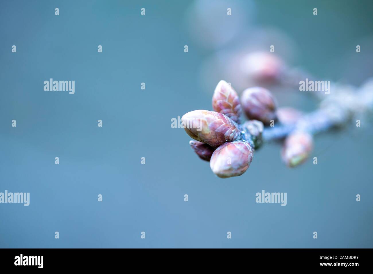 Burst of spring hi-res stock photography and images - Alamy