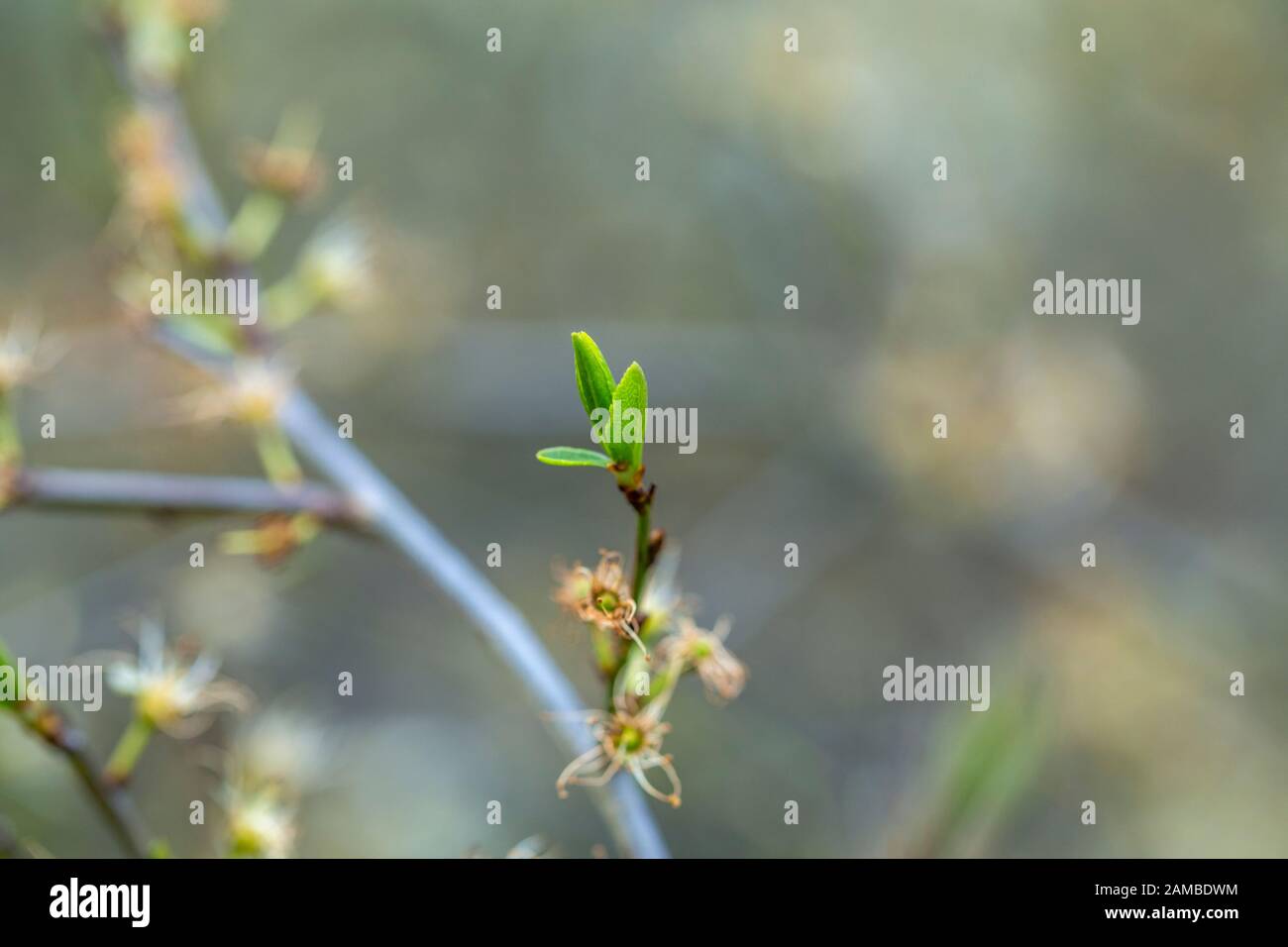 Fresh green budding leaf of cherry tree at spring Stock Photo - Alamy