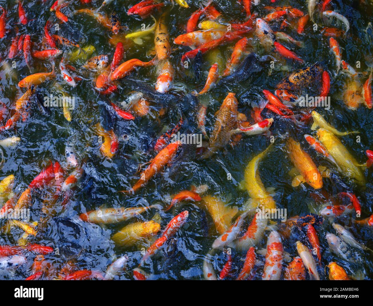 Koi Carp fish in Shanghai in China Stock Photo - Alamy