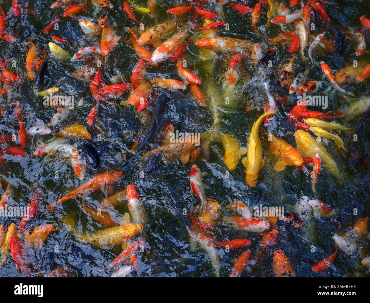 Koi Carp fish in Shanghai in China Stock Photo - Alamy