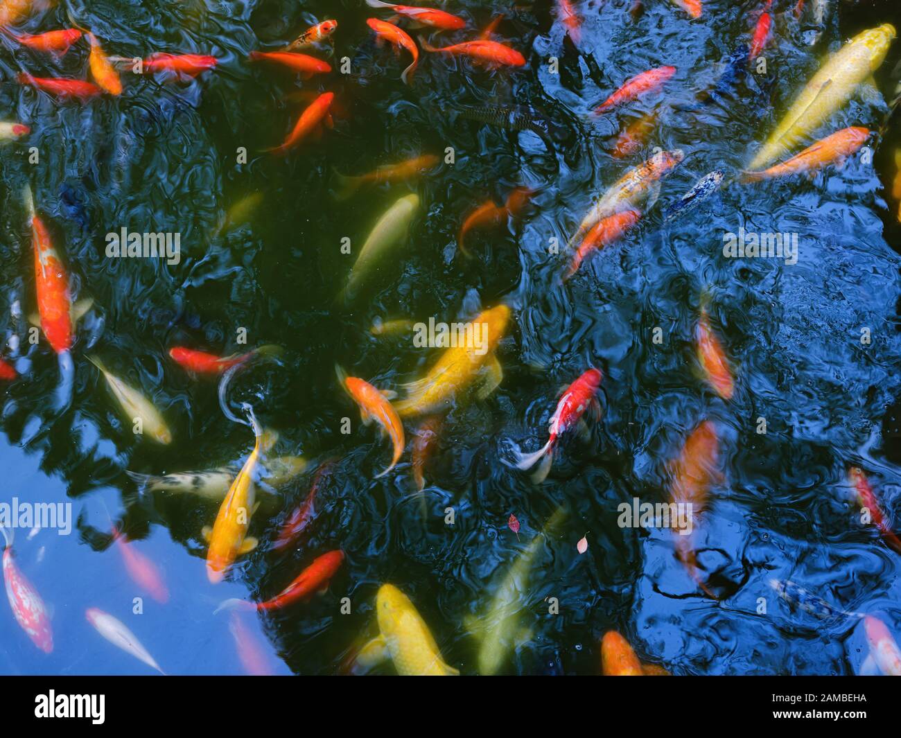 Shanghai 4k hi-res stock photography and images - Alamy