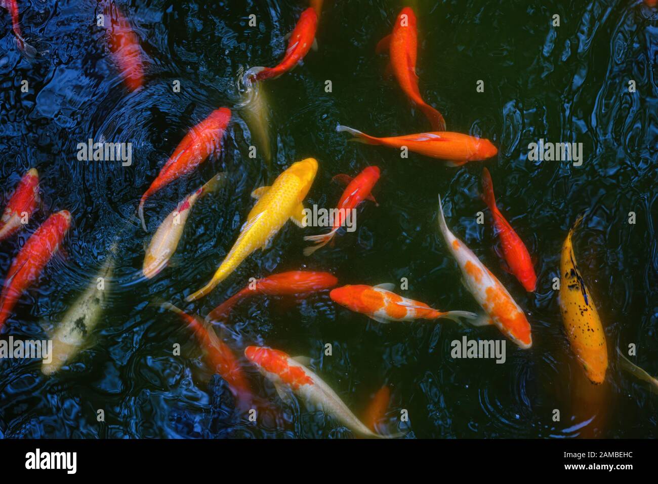Koi Carp fish in Shanghai in China Stock Photo - Alamy