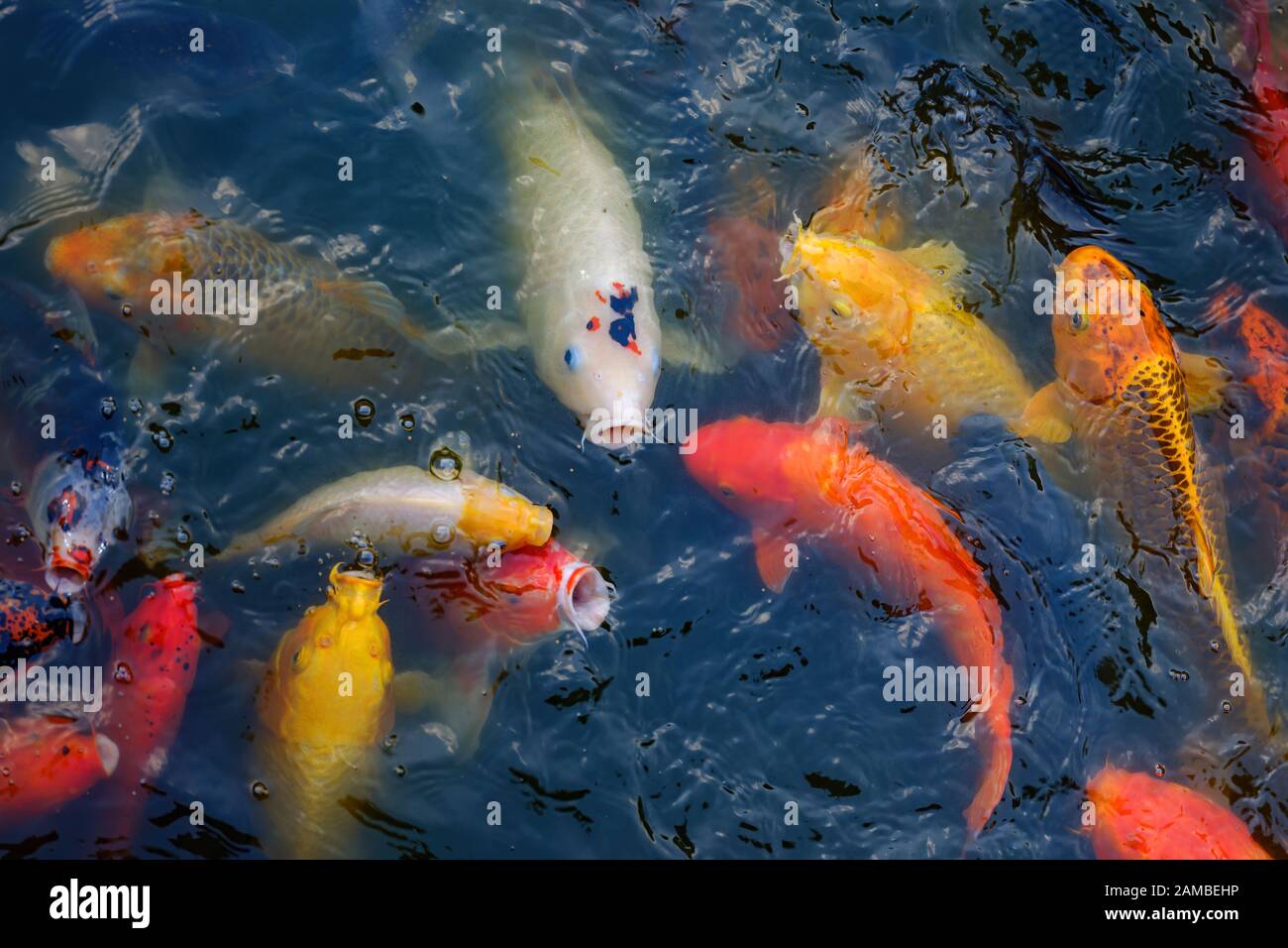 Koi Carp fish in Shanghai in China Stock Photo - Alamy