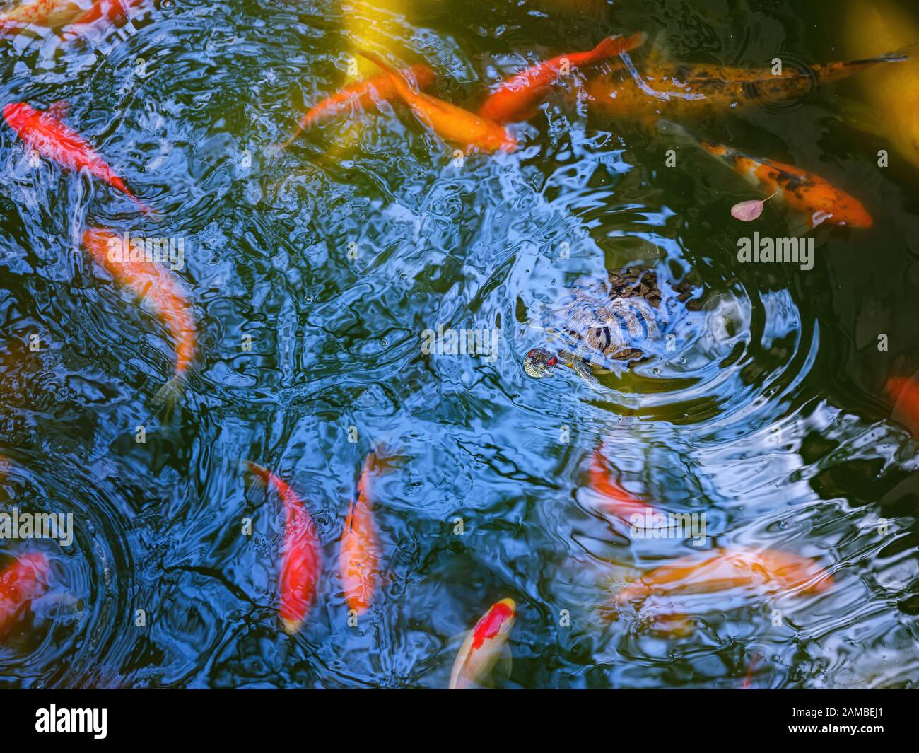 Koi Carp fish in Shanghai in China Stock Photo - Alamy