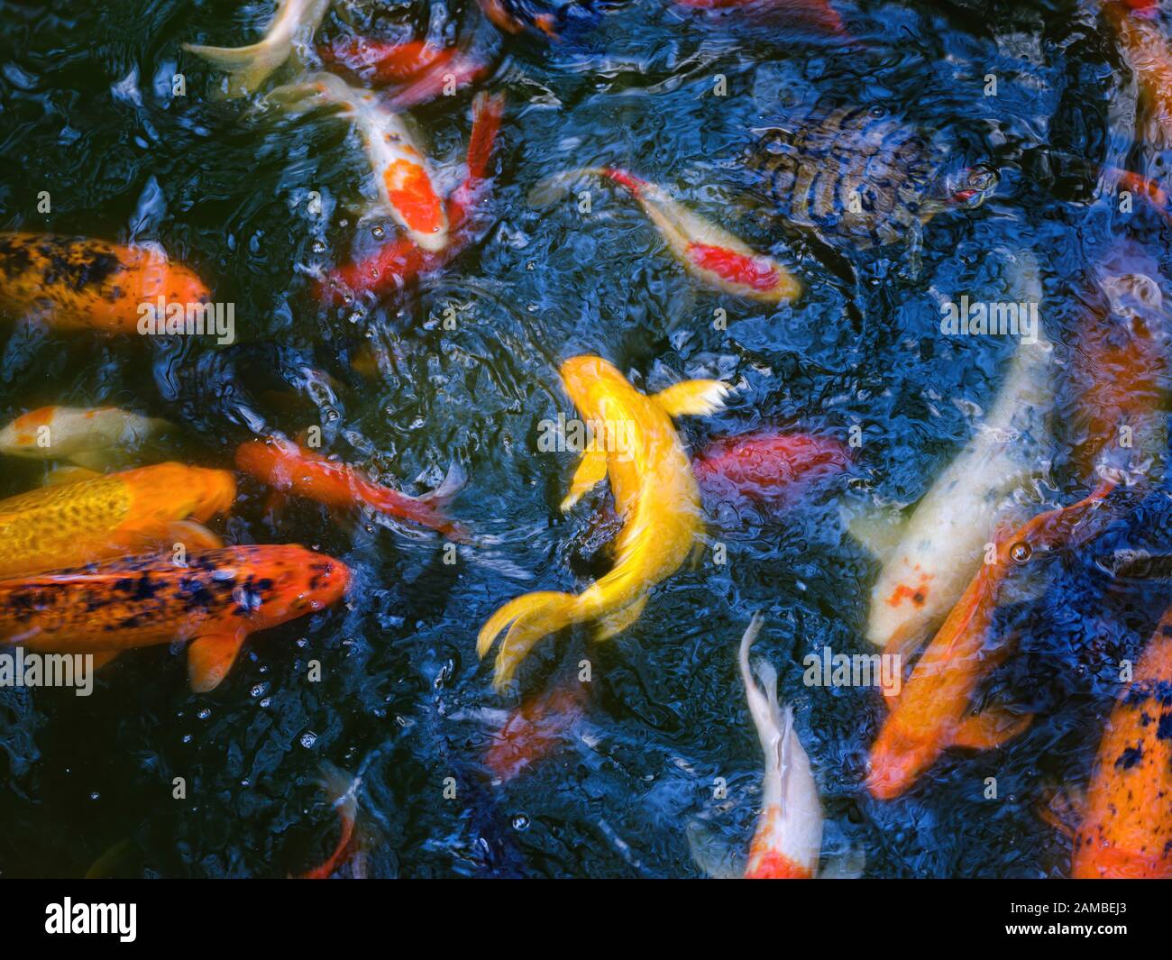Aquarium 4k hi-res stock photography and images - Alamy