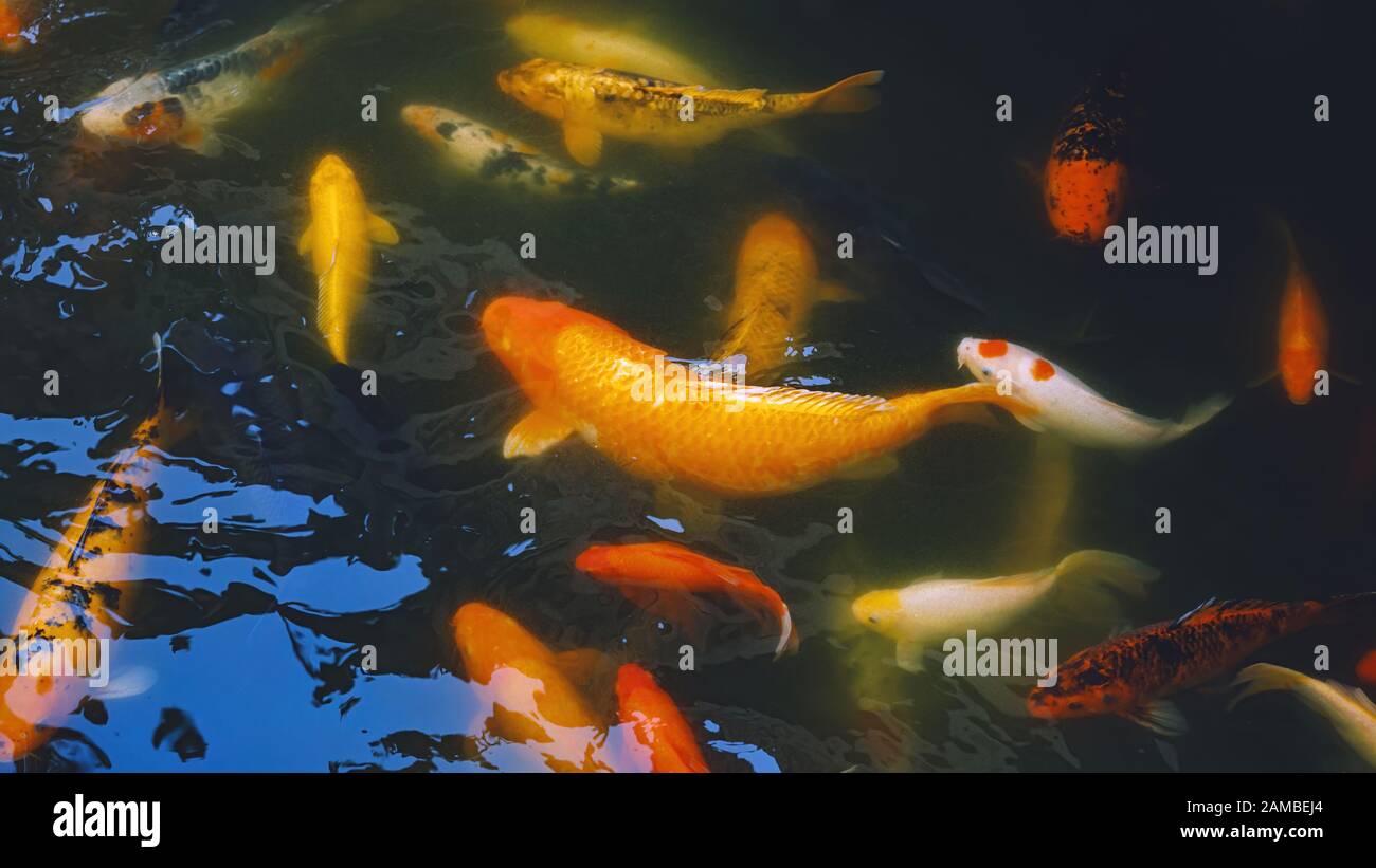 Koi Carp fish in Shanghai in China Stock Photo - Alamy