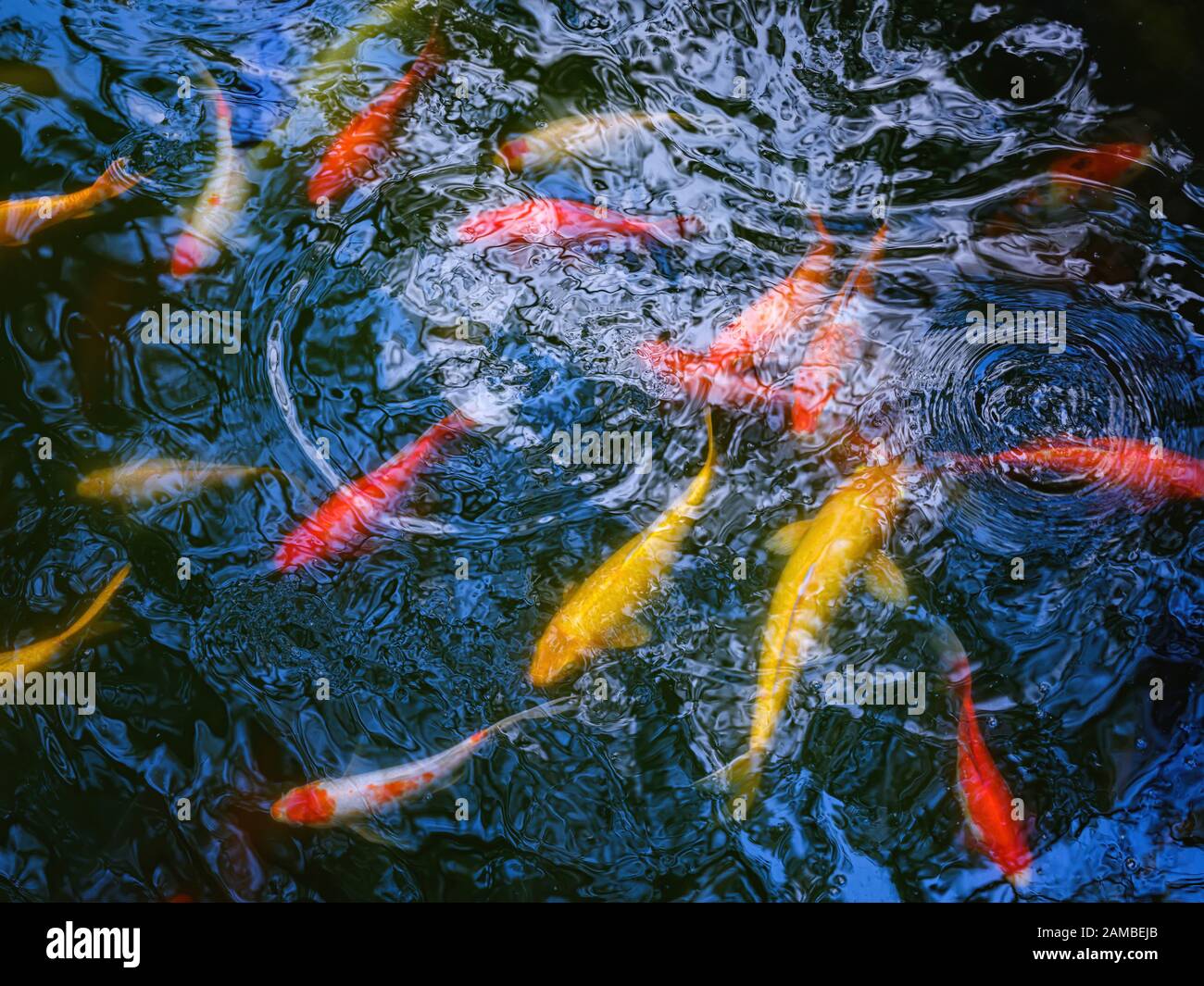 Koi Carp fish in Shanghai in China Stock Photo - Alamy