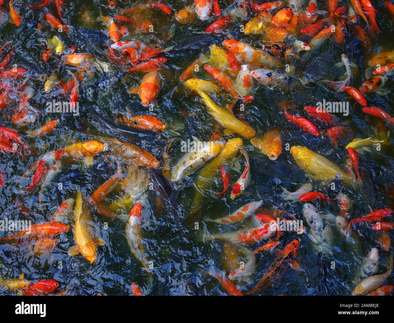 Shanghai 4k hi-res stock photography and images - Alamy