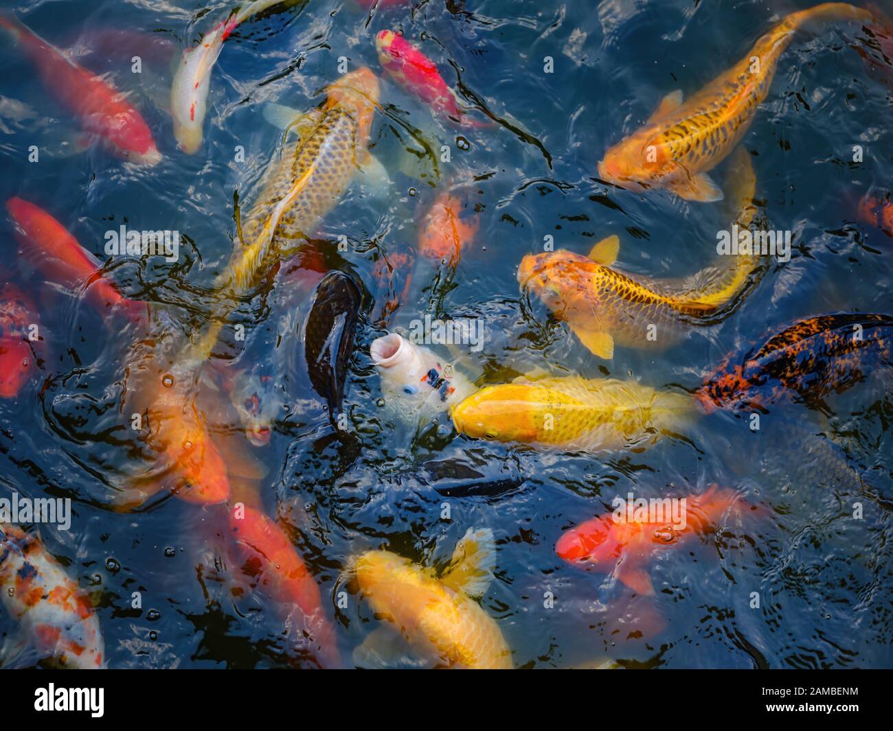 Koi Carp fish in Shanghai in China Stock Photo - Alamy