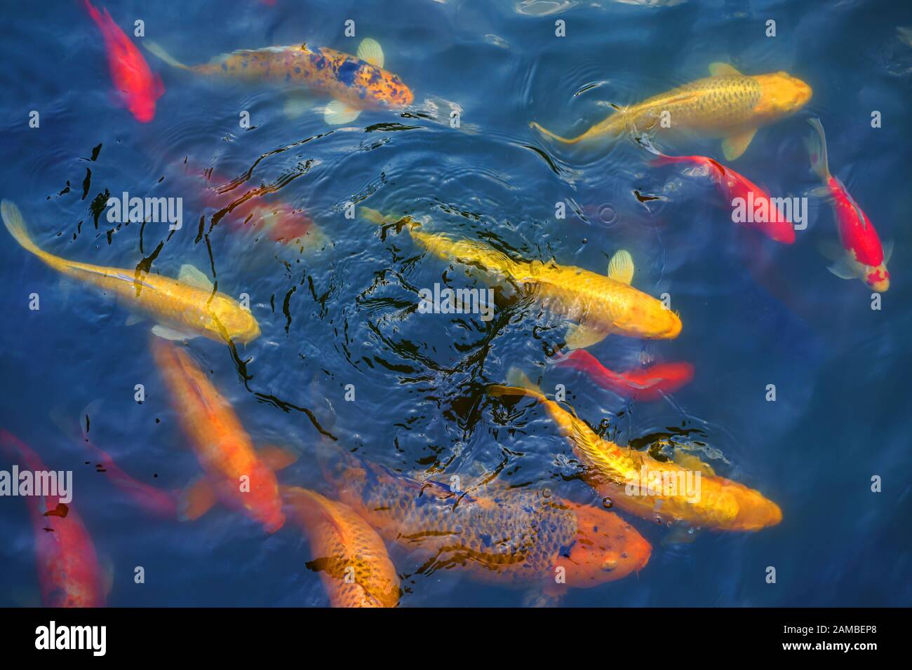 Koi Carp fish in Shanghai in China Stock Photo - Alamy