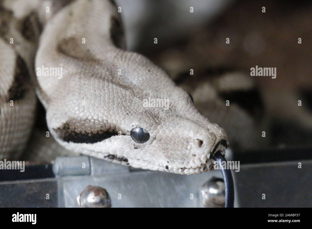Boa constrictor, a species of large, heavy-bodied snake Stock Photo - Alamy