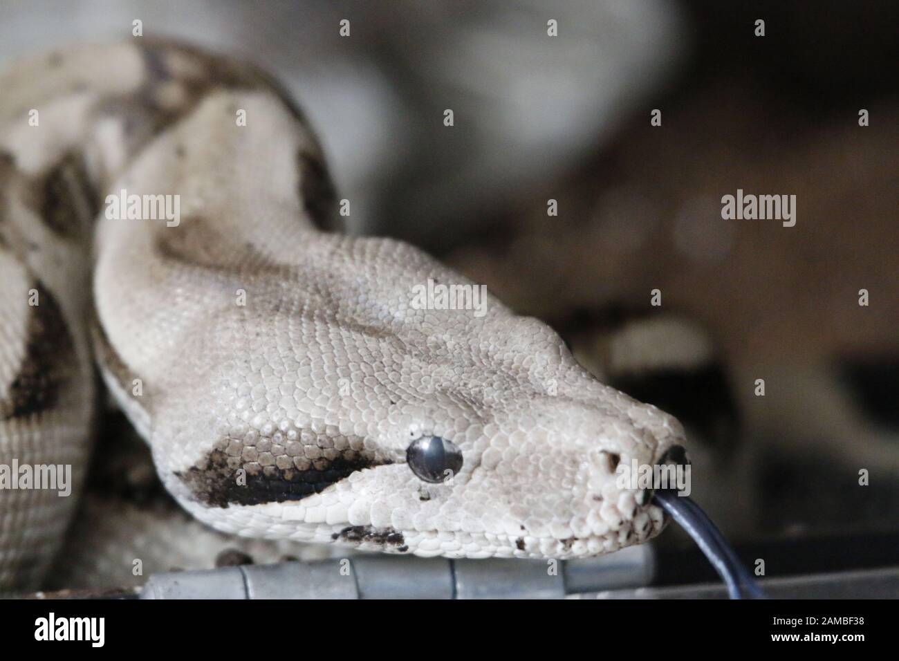 Boa constrictor, a species of large, heavy-bodied snake Stock Photo - Alamy