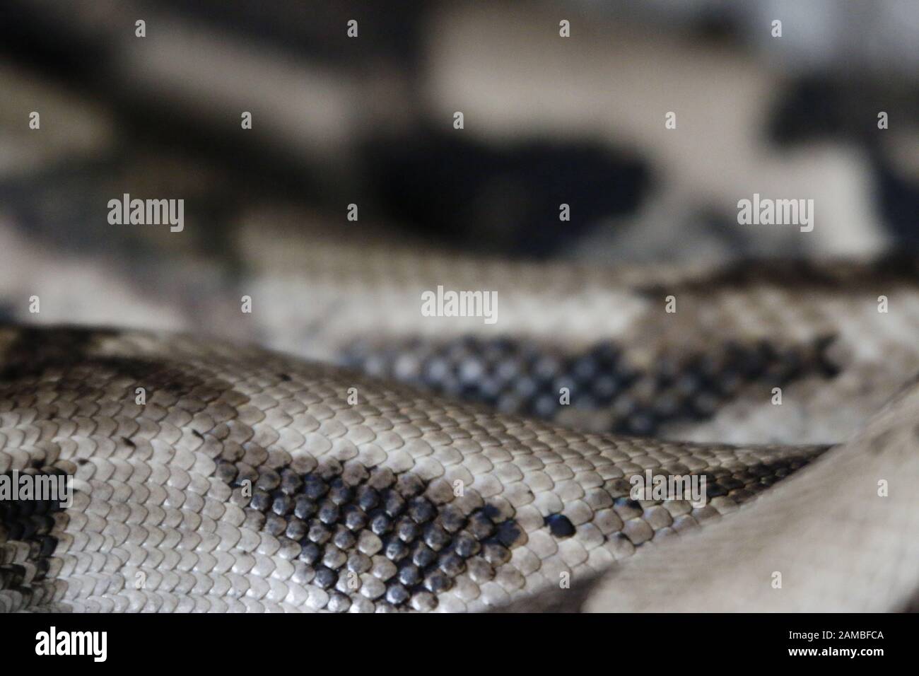 snake skin closeup photo showing the details of the scales Stock Photo ...