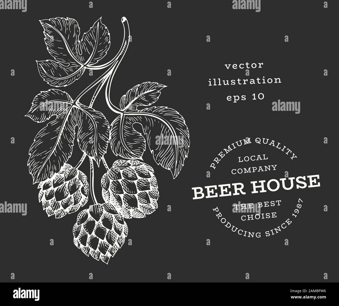 Beer hop illustration. Hand drawn vector botanical illustration on ...