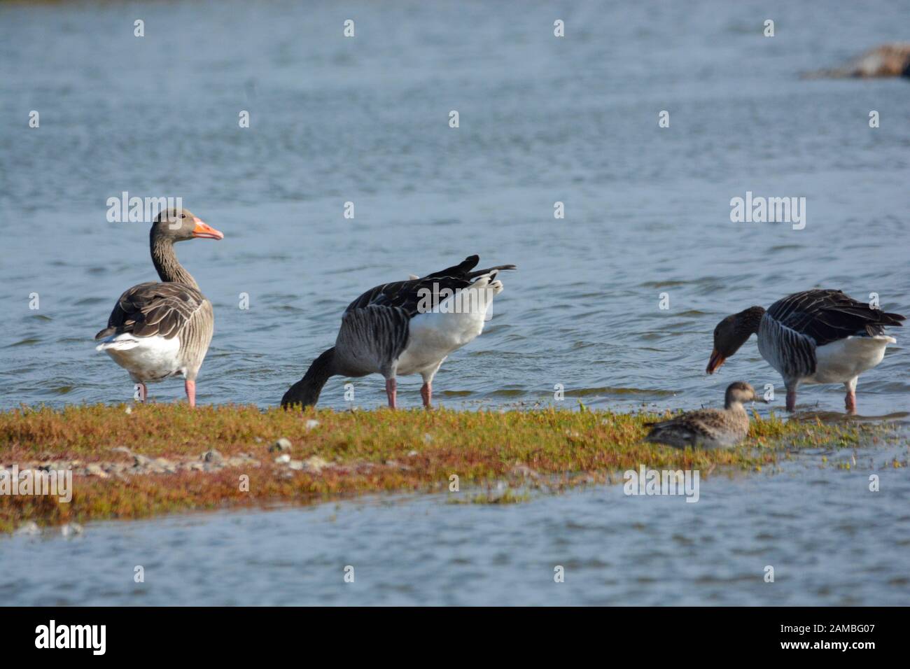 some days on Fehmarn, Germany Stock Photo - Alamy